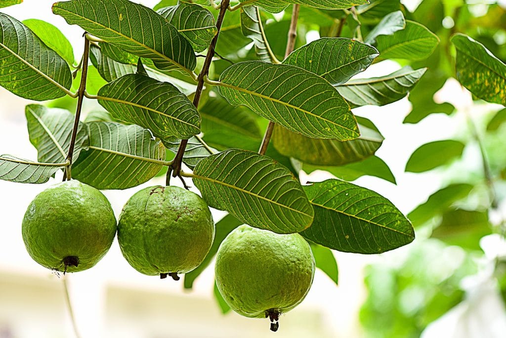 11 Manfaat Daun Jambu Biji dan Cara Mengonsumsinya