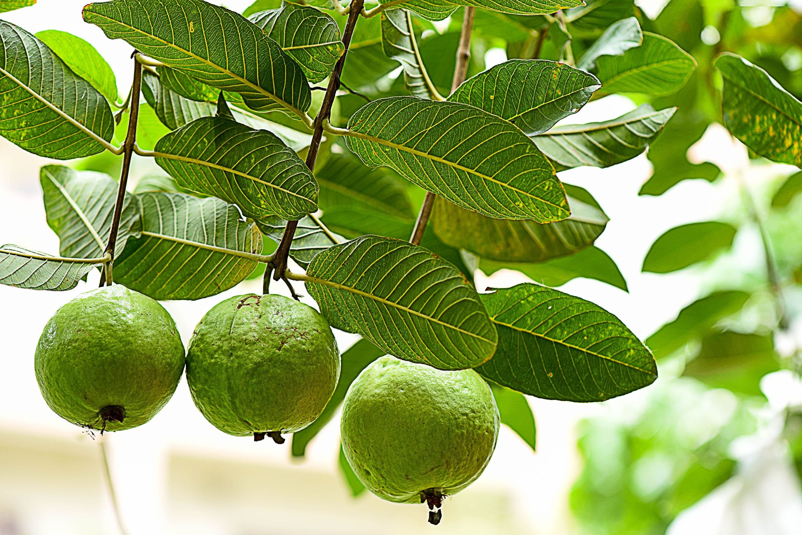 11 Manfaat Daun Jambu Biji dan Cara Mengonsumsinya