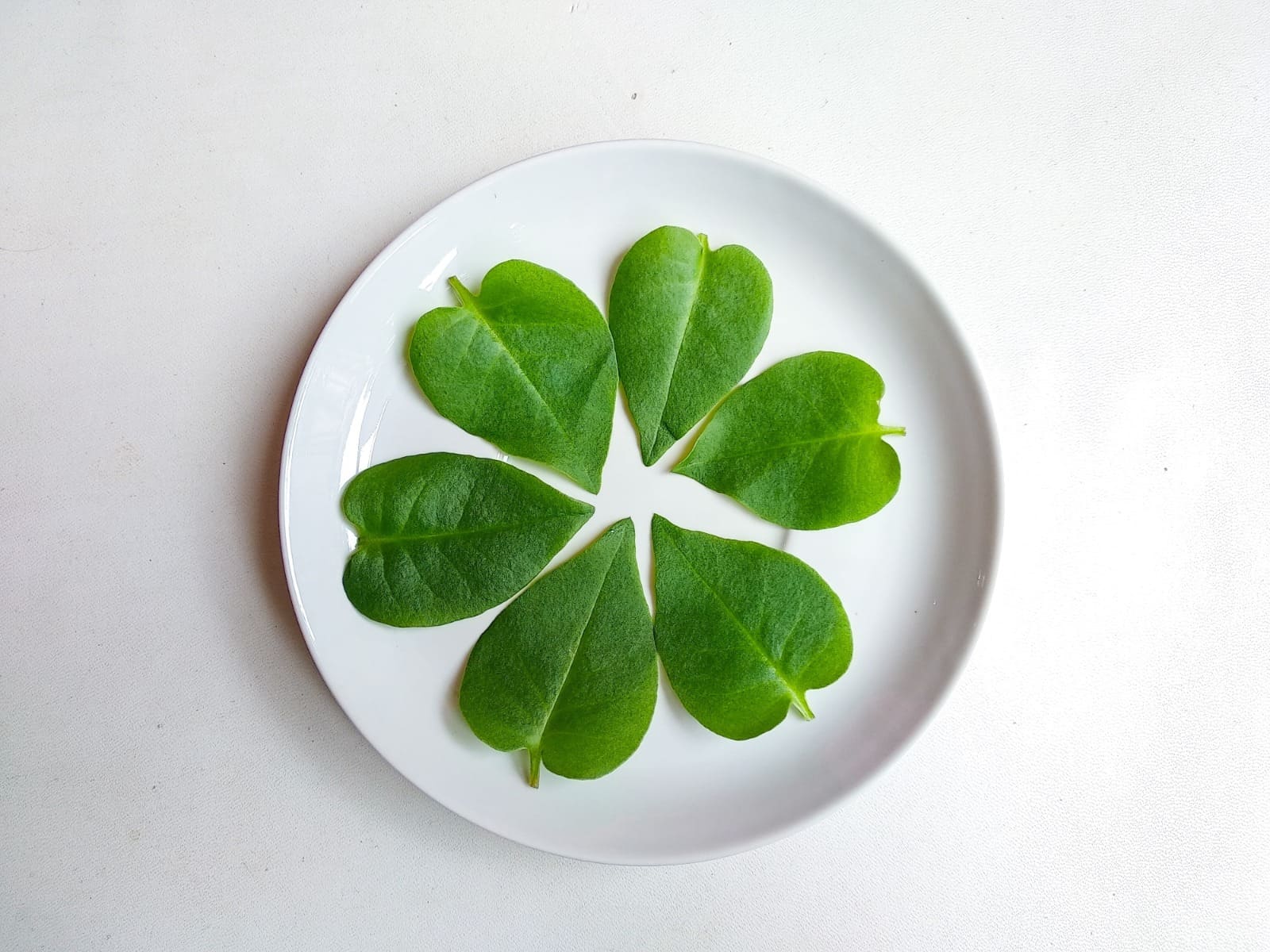 10 Manfaat Daun Binahong dan Cara Mengonsumsinya