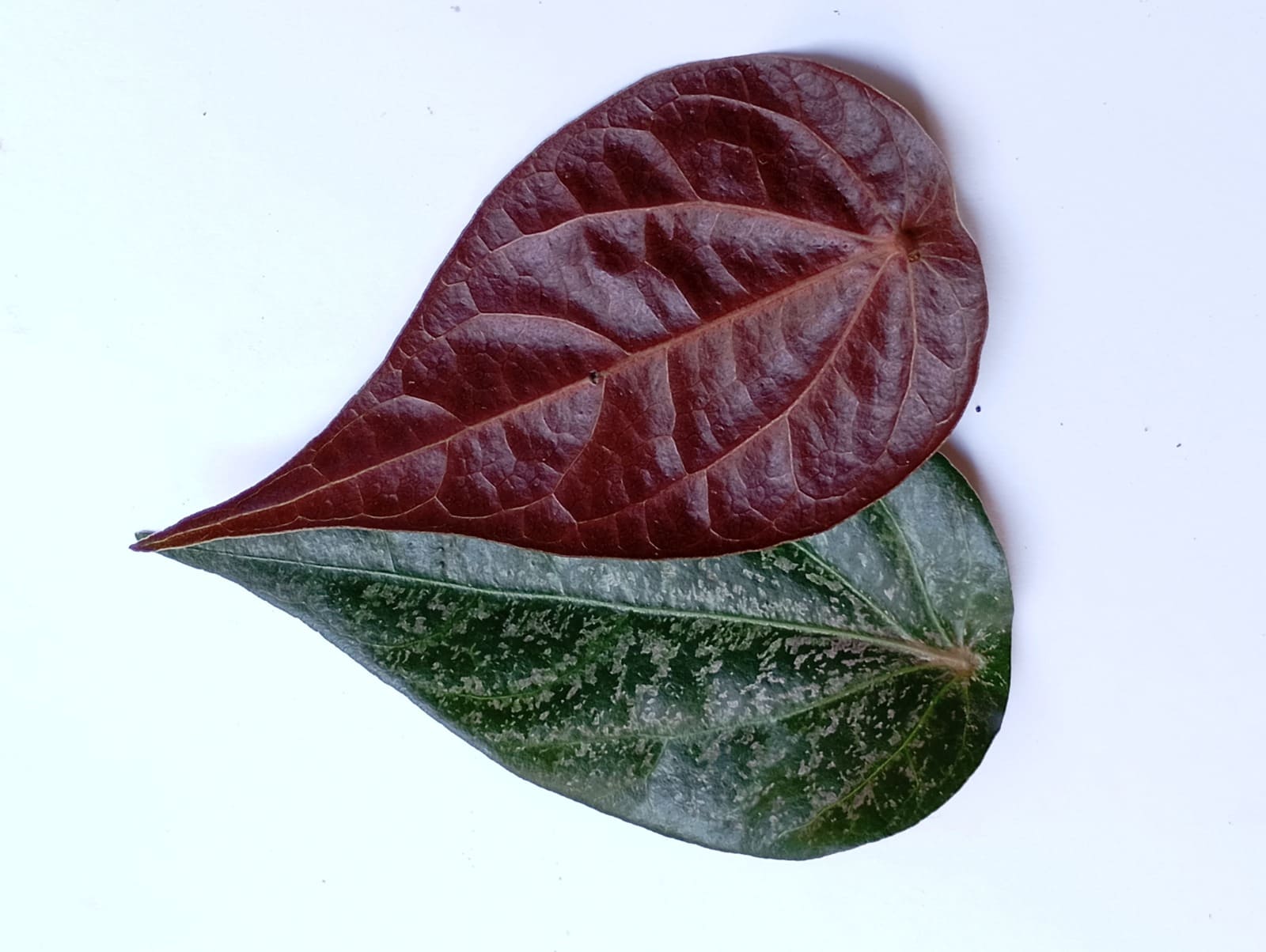 Cara Mengolah Daun Sirih Merah dan Kegunaannya