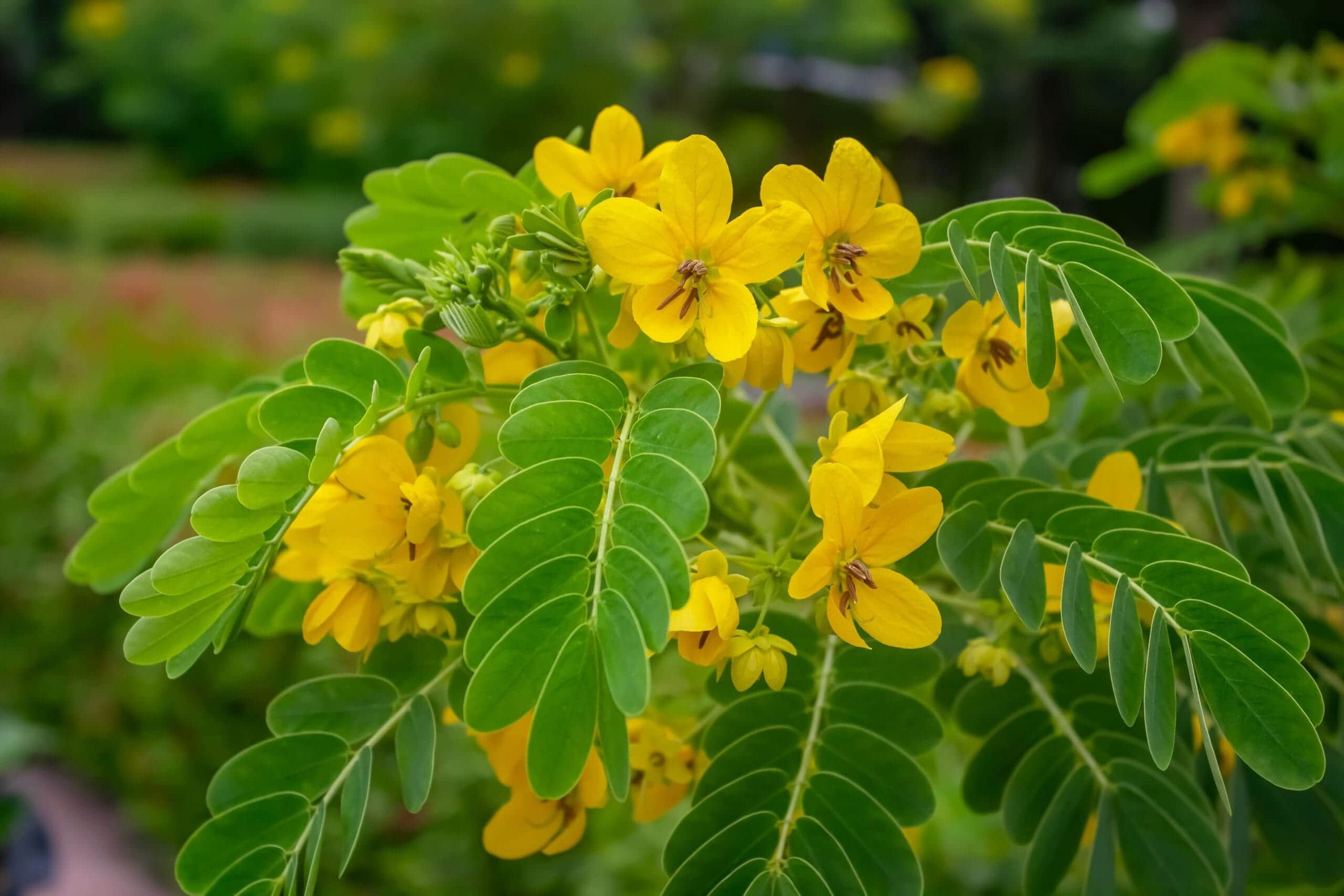 8 Manfaat Daun Senna dan Efek Sampingnya