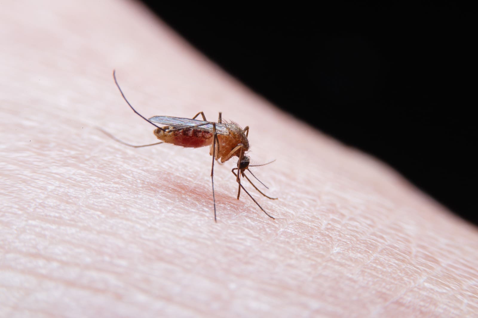 Mengenal Gejala Malaria dan Cara Mengobatinya