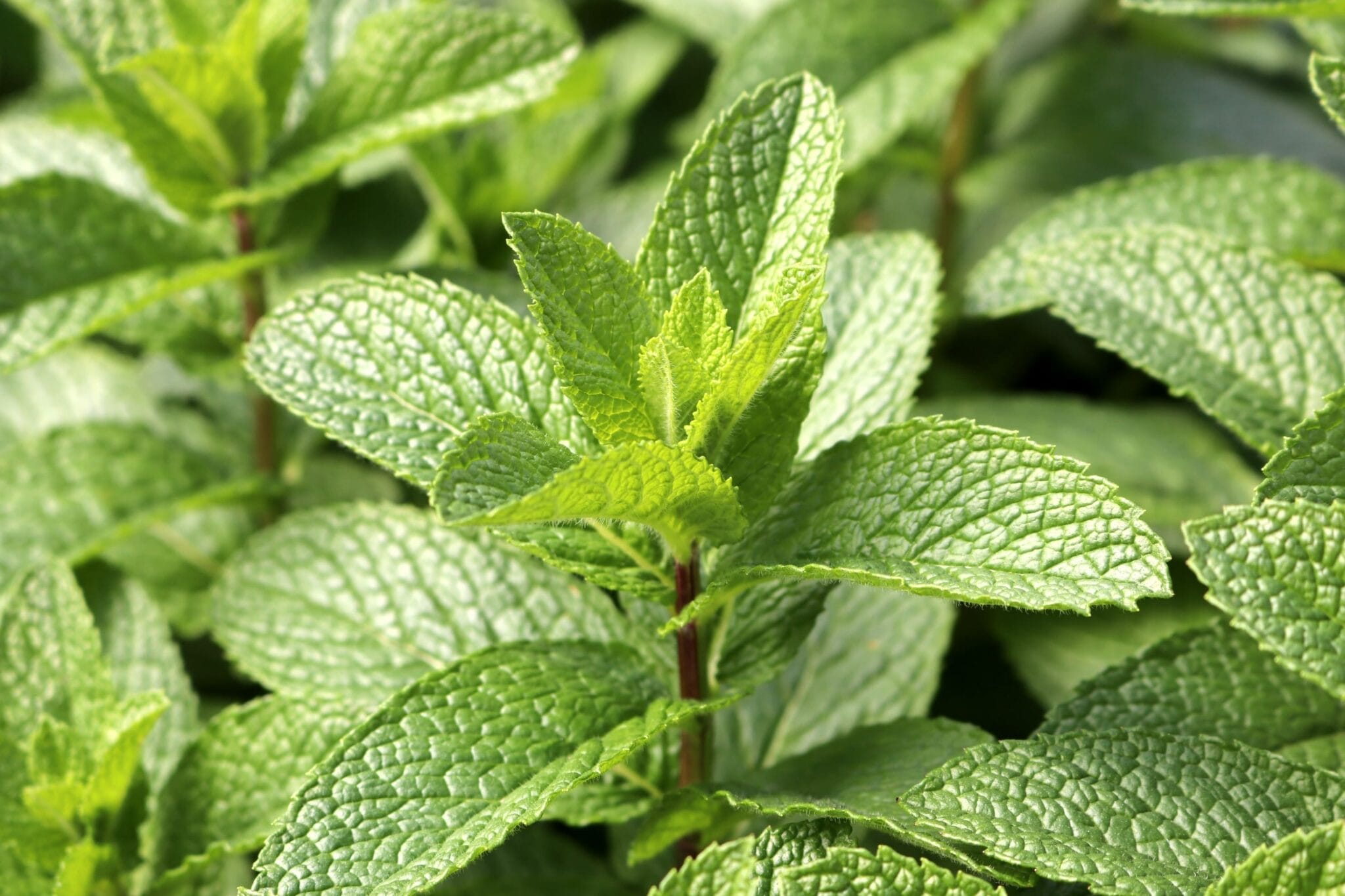 5 Manfaat Daun Mint dan Cara Mengolahnya