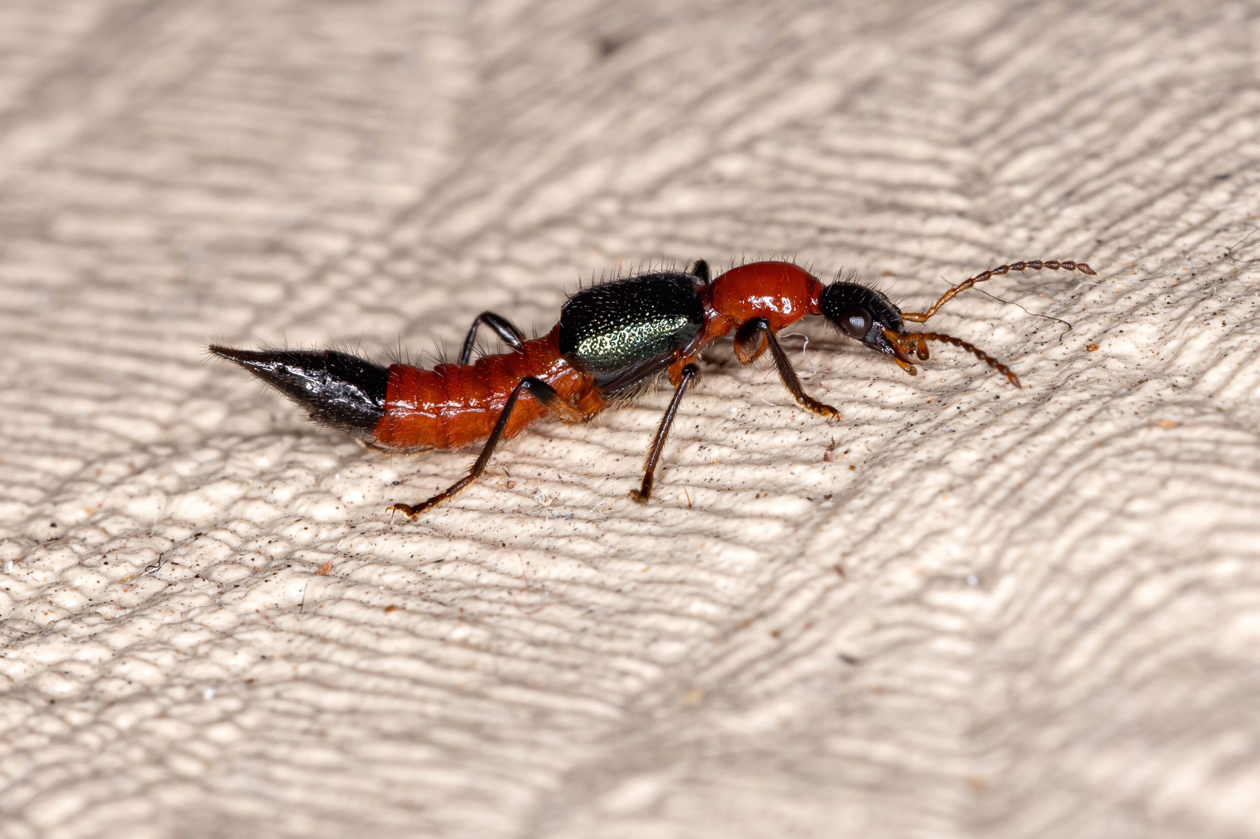 Gejala Gigitan Tomcat dan Cara Mengobatinya